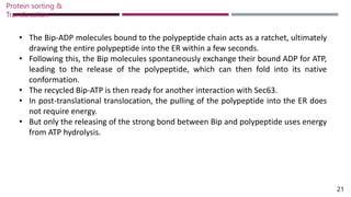 Protein sorting and translocation. pptx | PPT