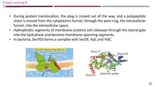 Protein sorting and translocation. pptx | PPT
