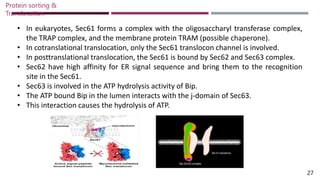 Protein sorting and translocation. pptx | PPT