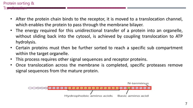 Protein sorting and translocation. pptx | PPT
