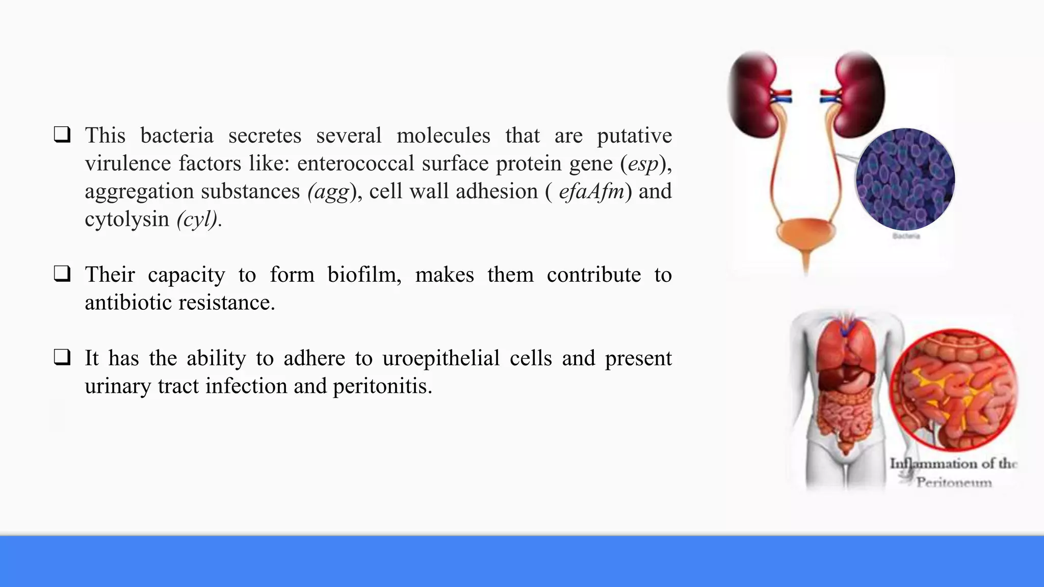 Characterization of an Enterococcus faecium strain in a murine mastitis ...
