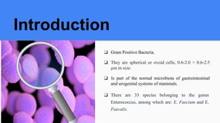 Characterization of an Enterococcus faecium strain in a murine mastitis model | PPTX ...
