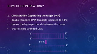Molecular Biology Techniques - PCR | PPTX
