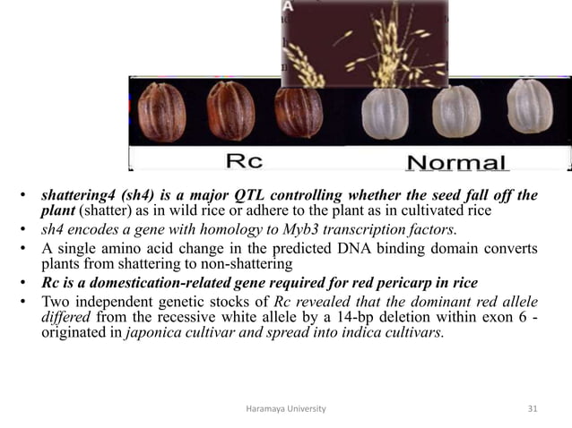 Molecular Plant Breeding Lecture note. pptx | PPTX