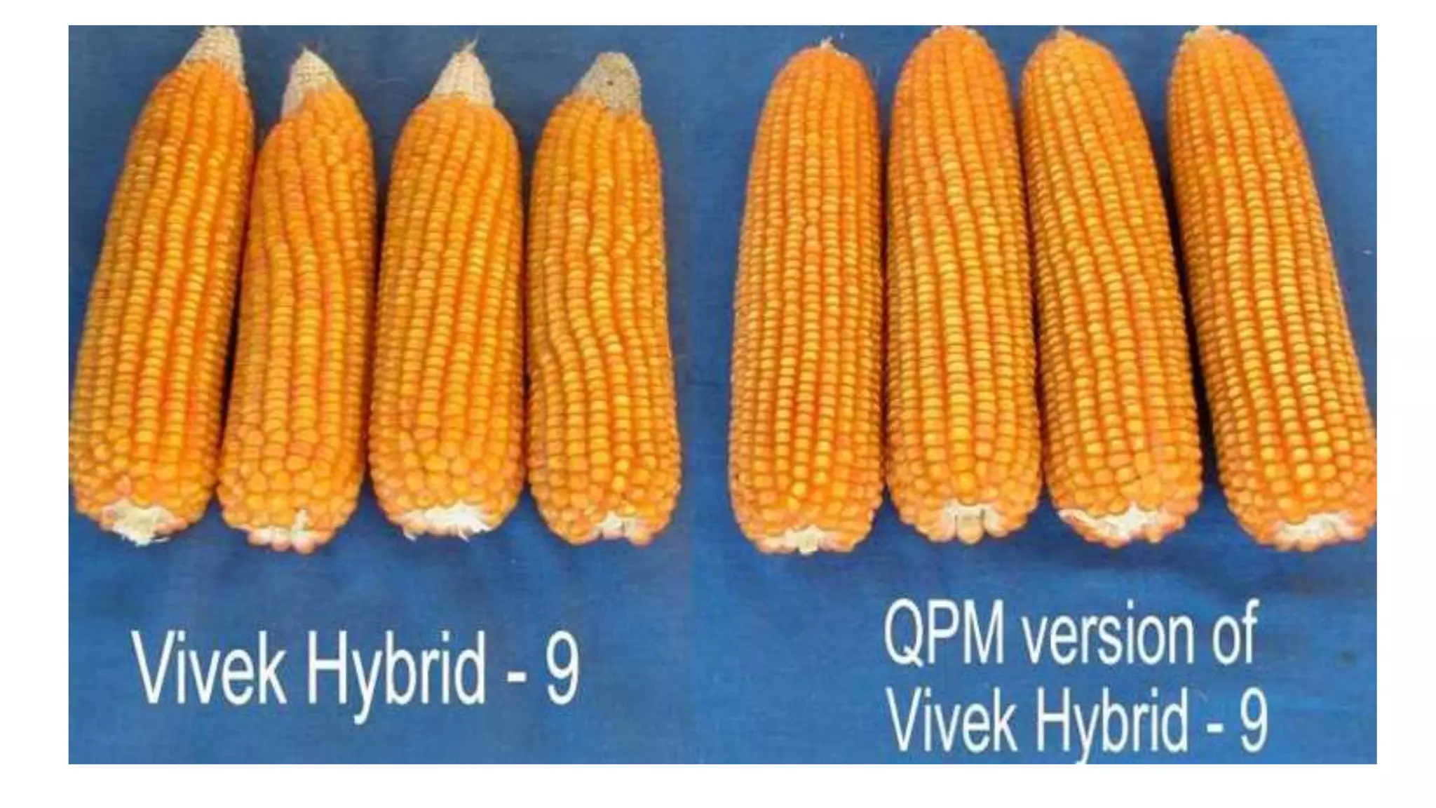 Molecular breeding for quality protein maize | PPTX
