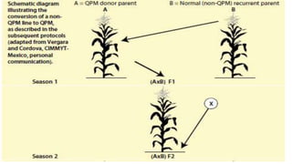 Molecular breeding for quality protein maize | PPTX