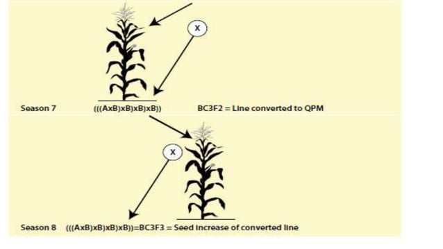 Molecular breeding for quality protein maize | PPTX | Genetics | Science