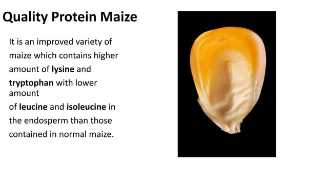 Molecular breeding for quality protein maize | PPTX | Genetics | Science