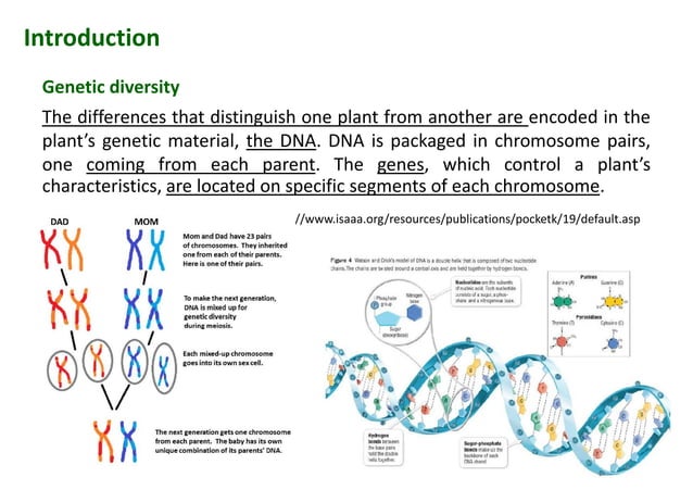 Molecular plant breeding some basic information | PDF | Biotech and ...