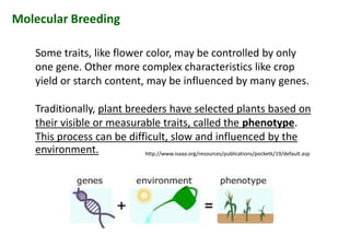 Molecular plant breeding some basic information | PDF