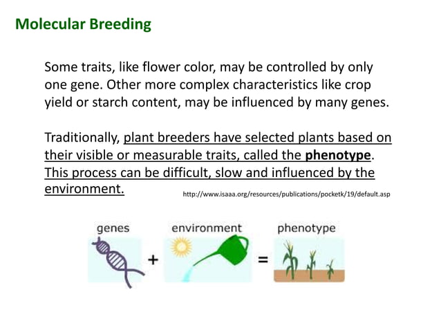 Molecular plant breeding some basic information | PDF | Biotech and ...