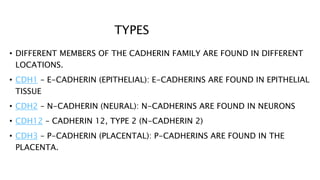Molecular cell biology presented by sai prasad .k | PPT