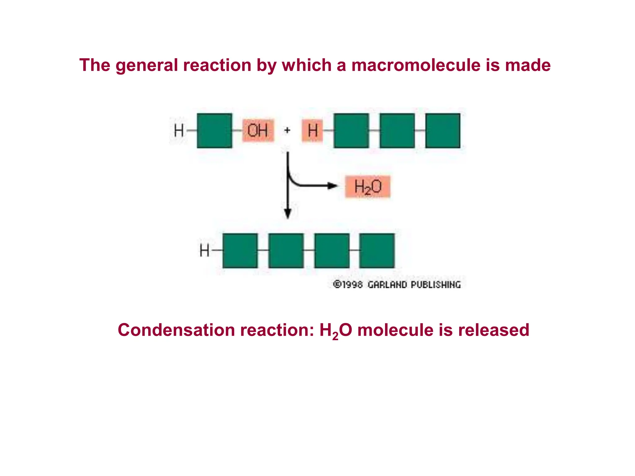 Molecular Cell Biology 1 Basics of Molecular Biology.ppt
