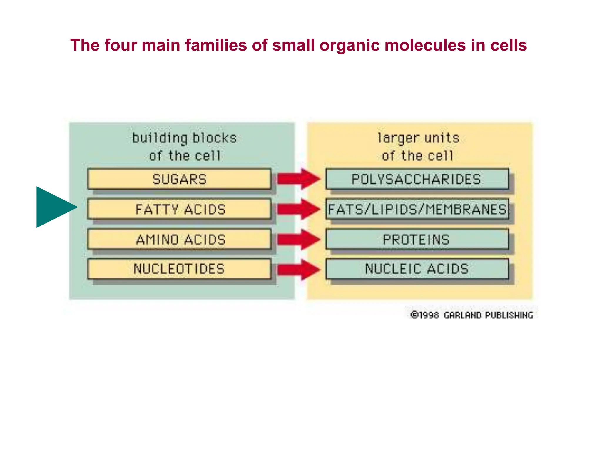 Molecular Cell Biology 1 Basics of Molecular Biology.ppt