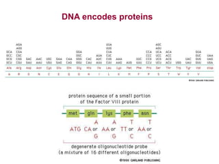 Molecular Cell Biology 1 Basics of Molecular Biology.ppt
