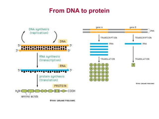 Molecular Cell Biology 1 Basics of Molecular Biology.ppt