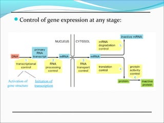 Molecular cell biology 2 transcription | PPT