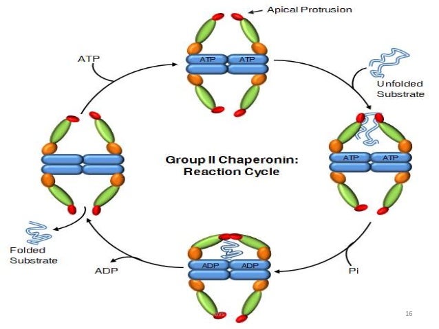 Molecular chaperones