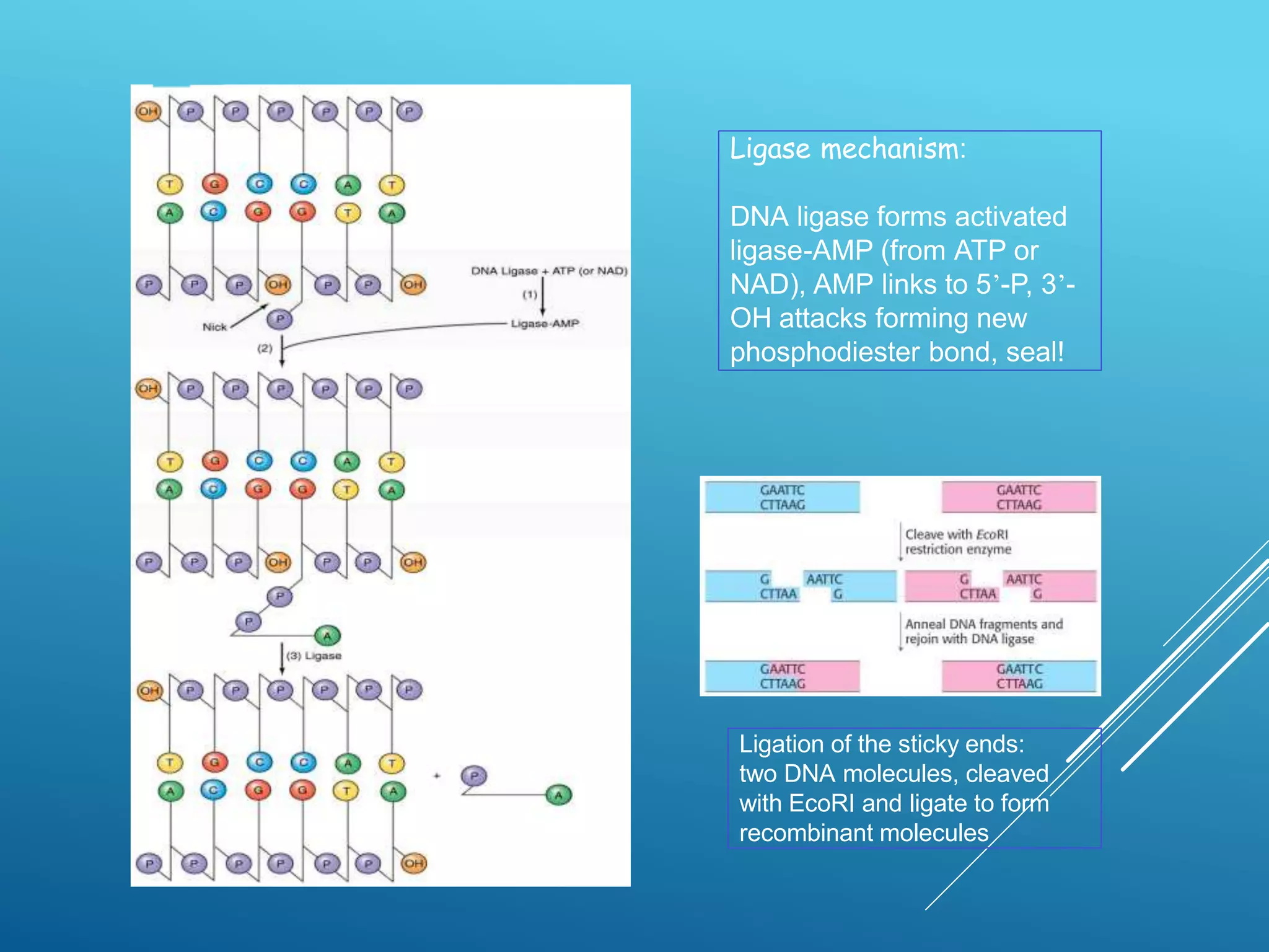 Molecular Cloning.pptx