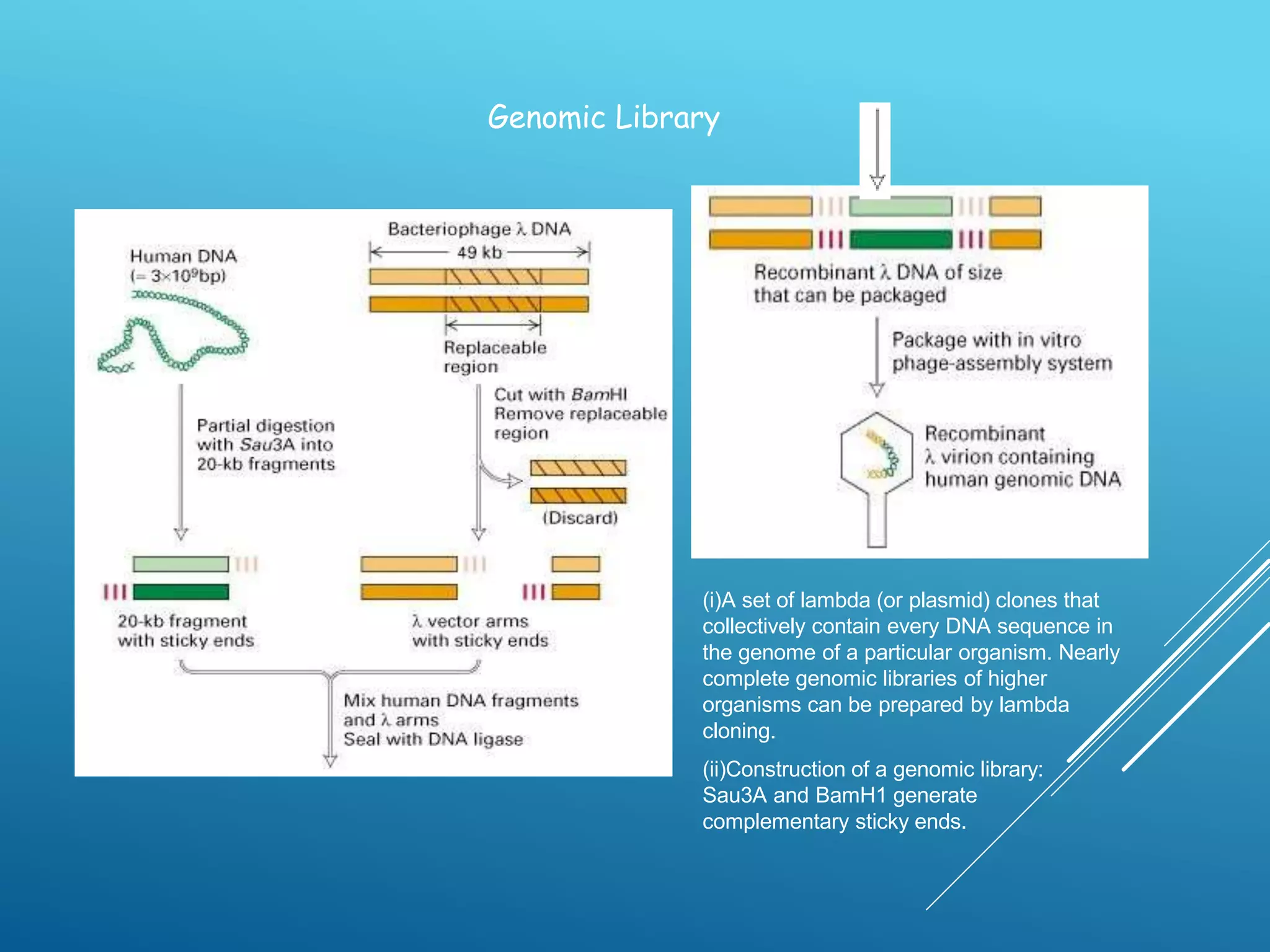 Molecular Cloning.pptx