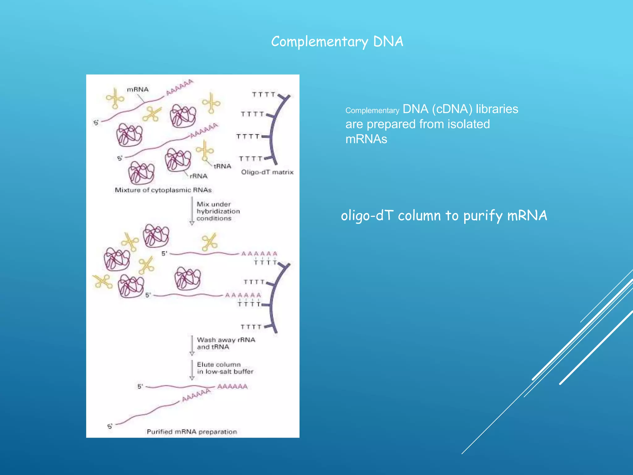 Molecular Cloning.pptx