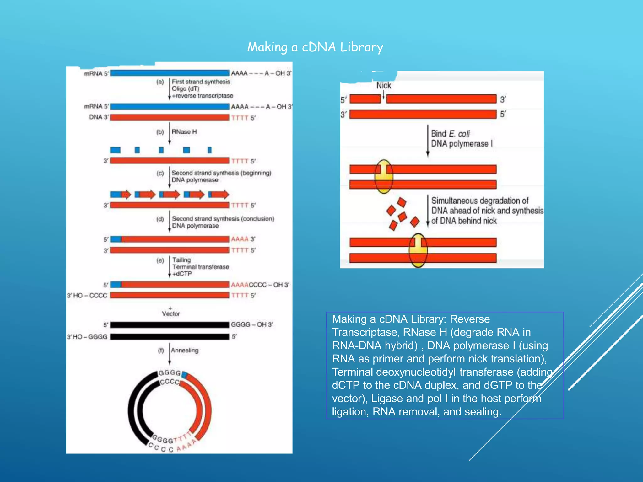 Molecular Cloning.pptx