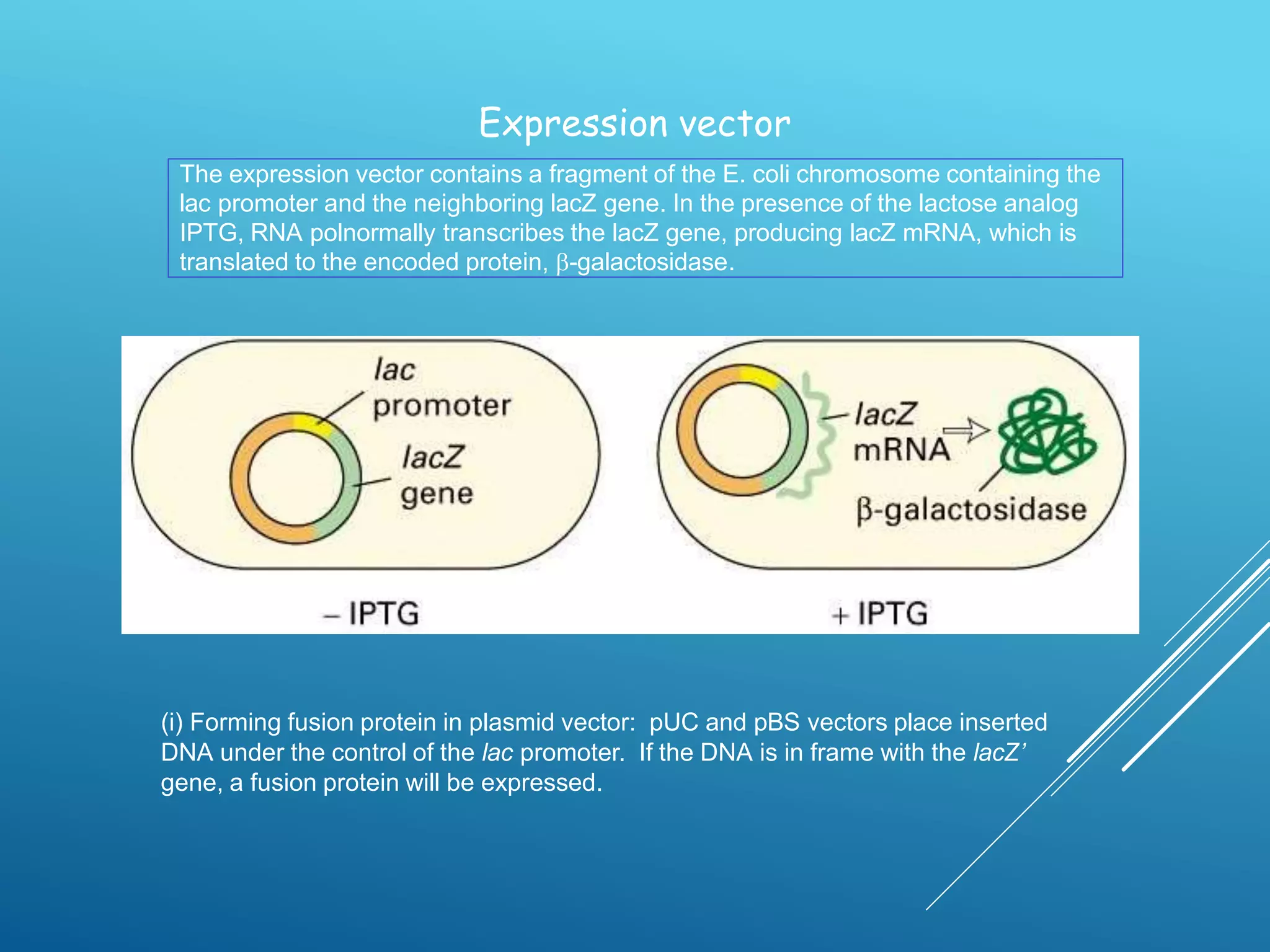 Molecular Cloning.pptx