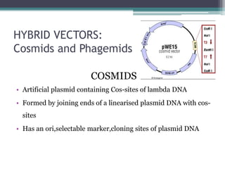 Molecular cloning vectors | PPTX | Biological Sciences | Science