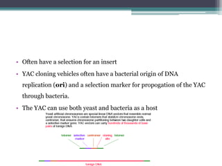 Molecular cloning vectors | PPTX | Biological Sciences | Science