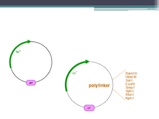 Molecular cloning vectors | PPTX