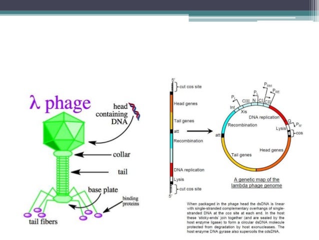 Molecular cloning vectors