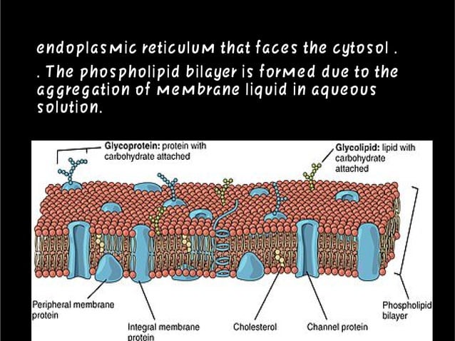 Molecular composition, arrangement and functional consequence of ...