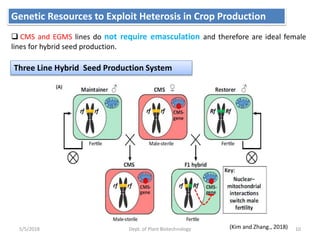 Molecular control of male fertility for crop hybrid breeding | PPTX