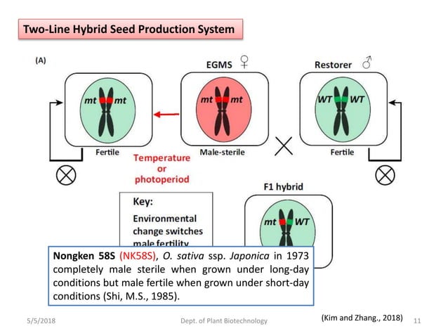 Molecular control of male fertility for crop hybrid breeding | PPTX