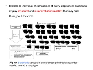 molecular cytogenetics.pptx by taimoor khan | PPTX