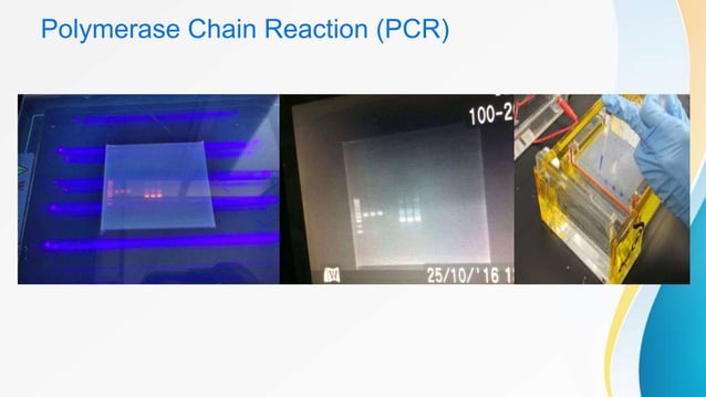 Identification and Detection of Microorganism | PPTX | Genetics | Science