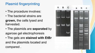 Identification and Detection of Microorganism | PPTX