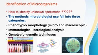 Identification and Detection of Microorganism | PPTX