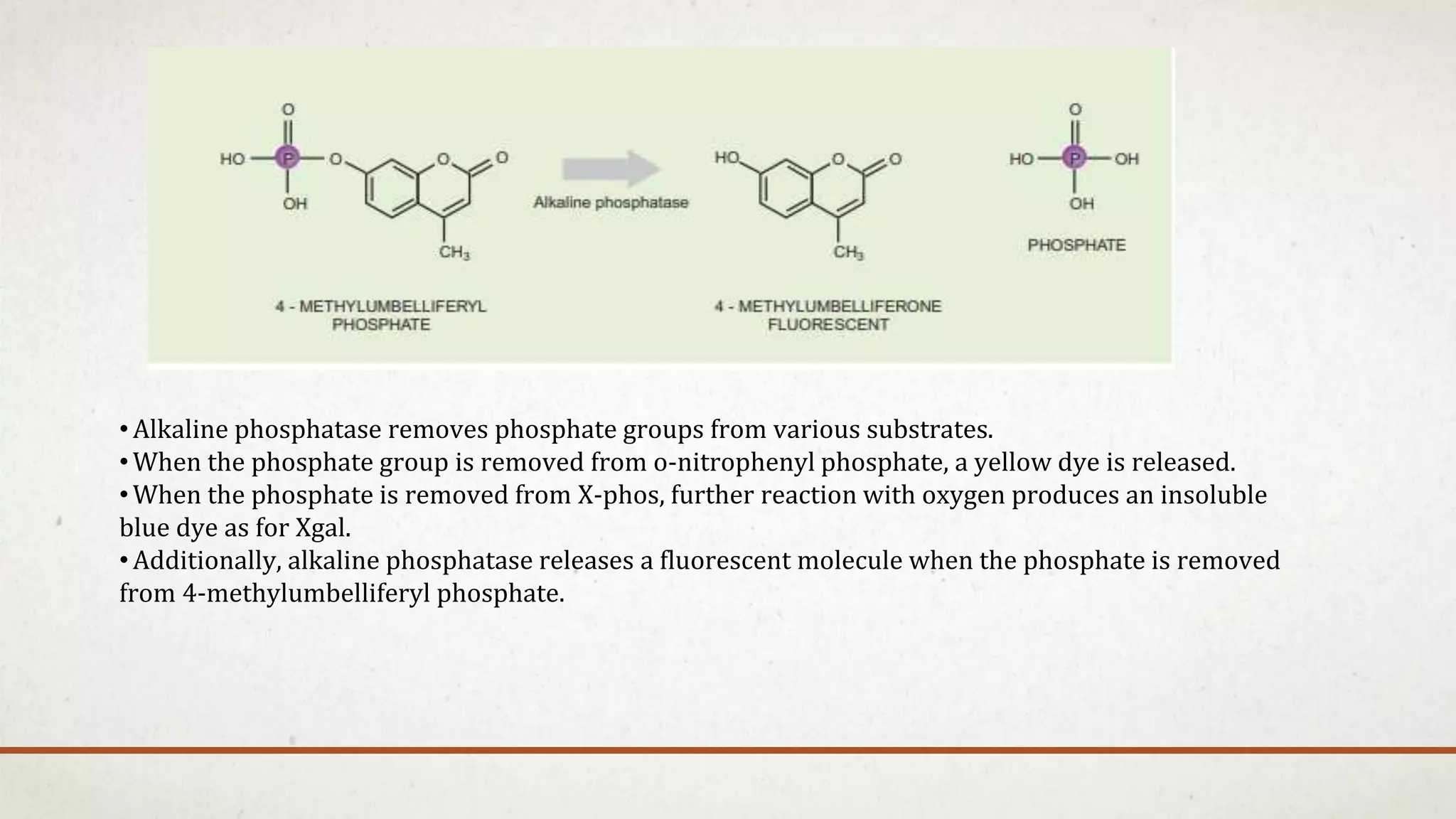 Molecular Diagnostics.pptx