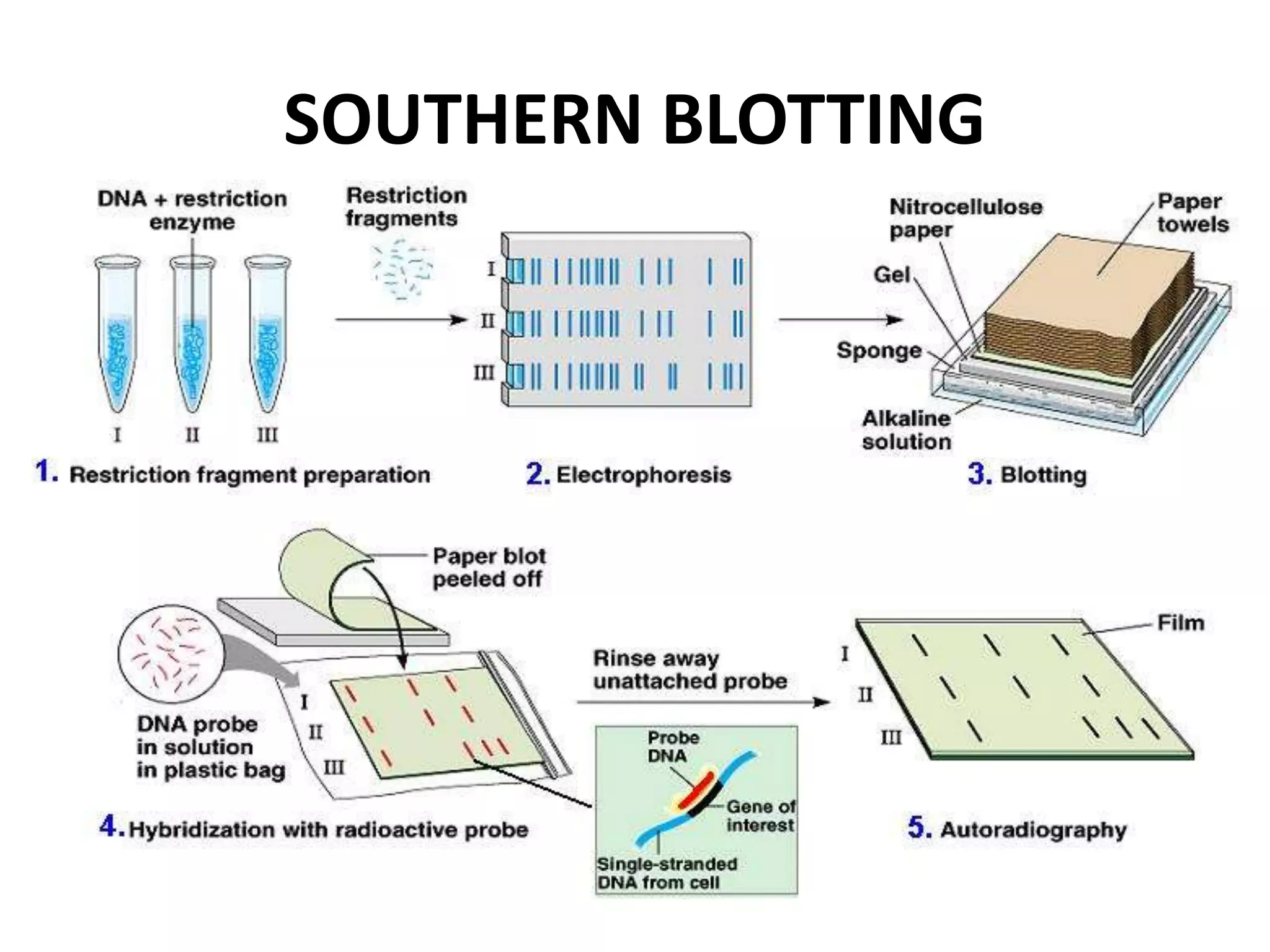 Molecular diagnostic techniques | PPTX