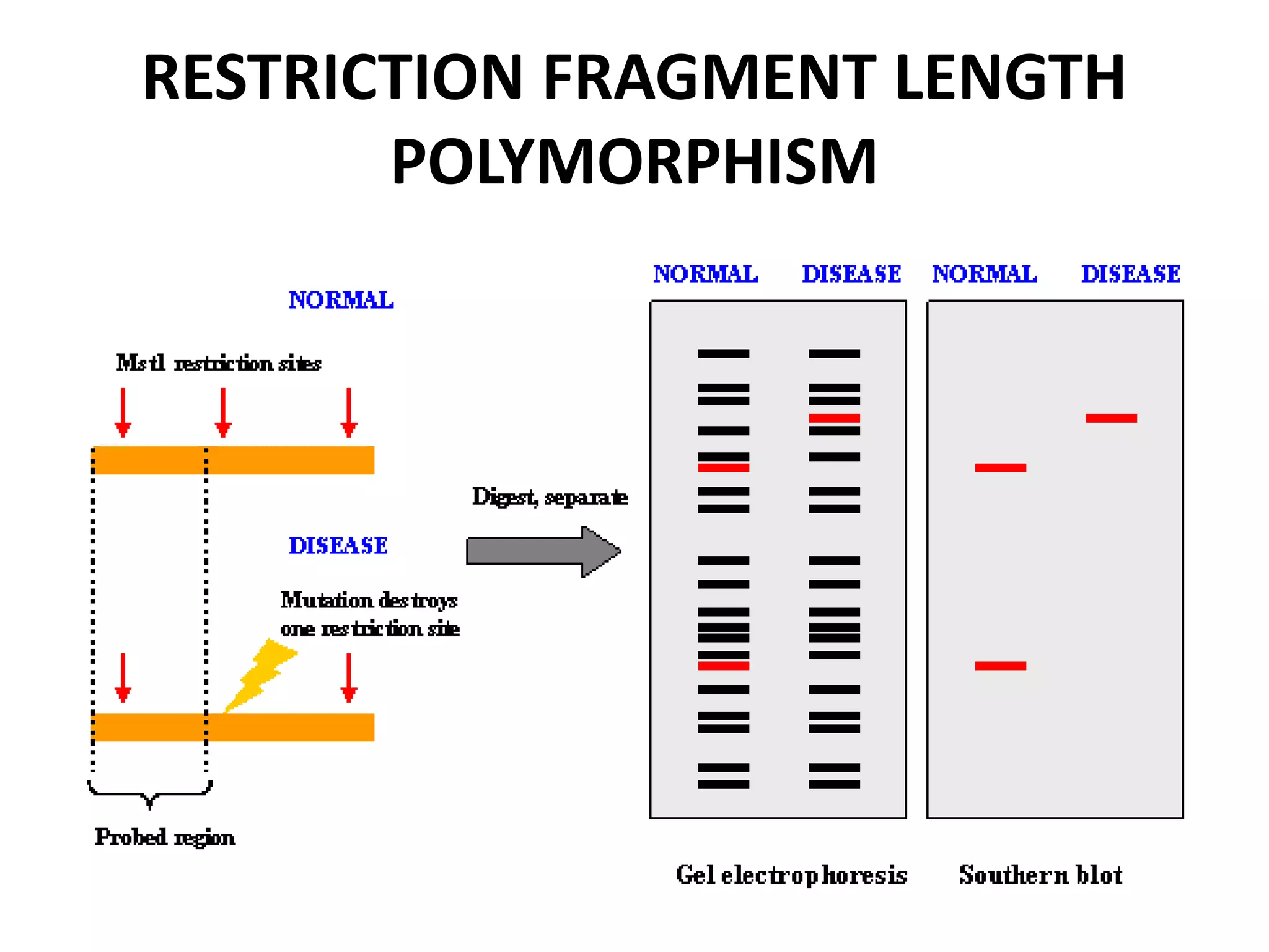 Molecular diagnostic techniques | PPTX