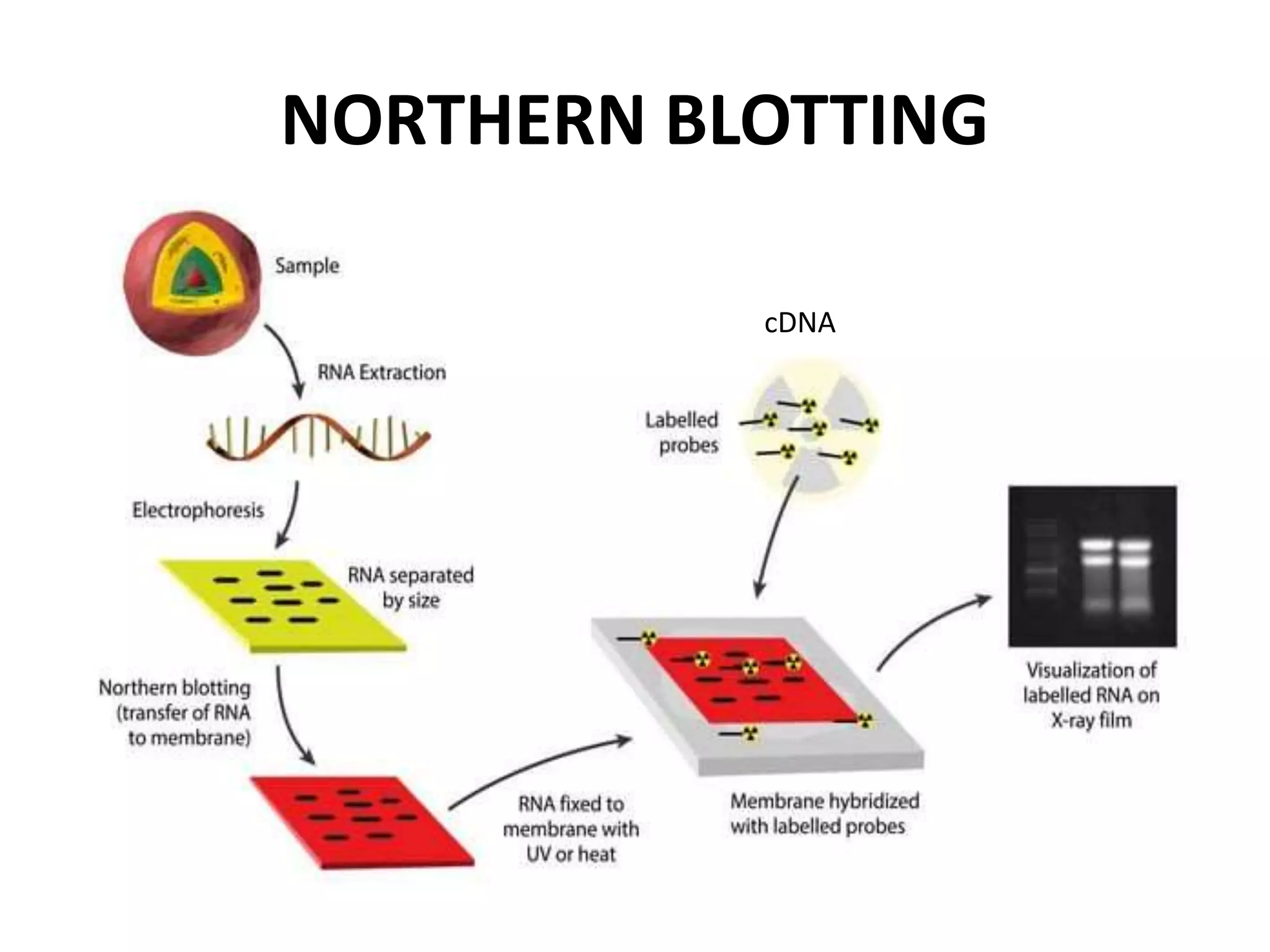 Molecular diagnostic techniques | PPTX | Chemistry | Science