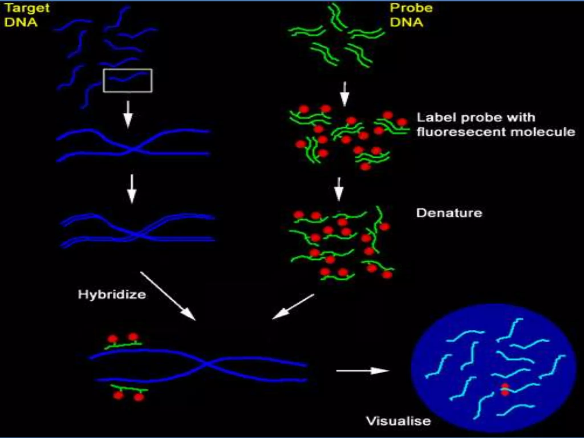 Molecular Diagnostic Techniques Pptx Chemistry Science
