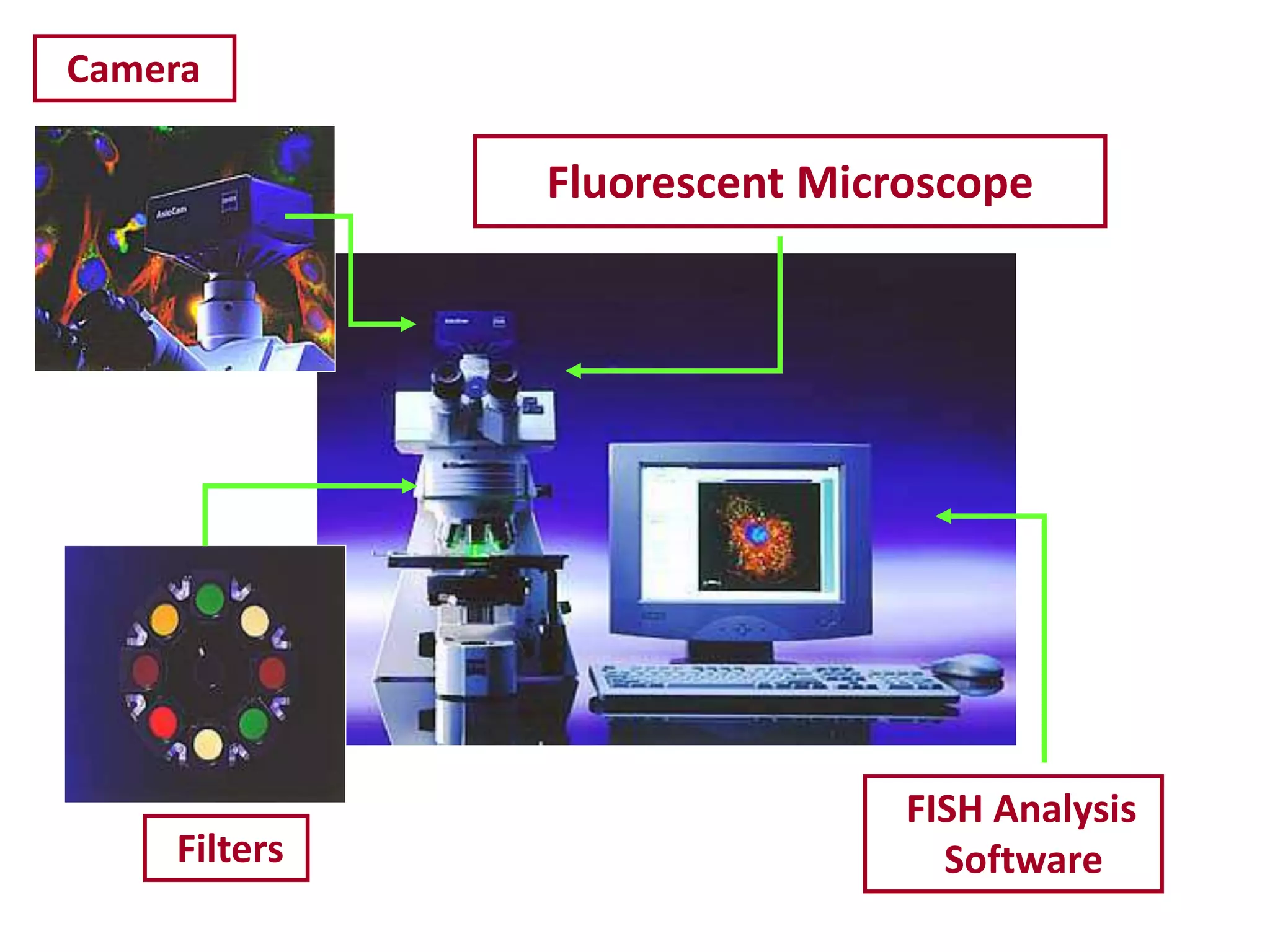 Molecular diagnostic techniques | PPTX | Chemistry | Science