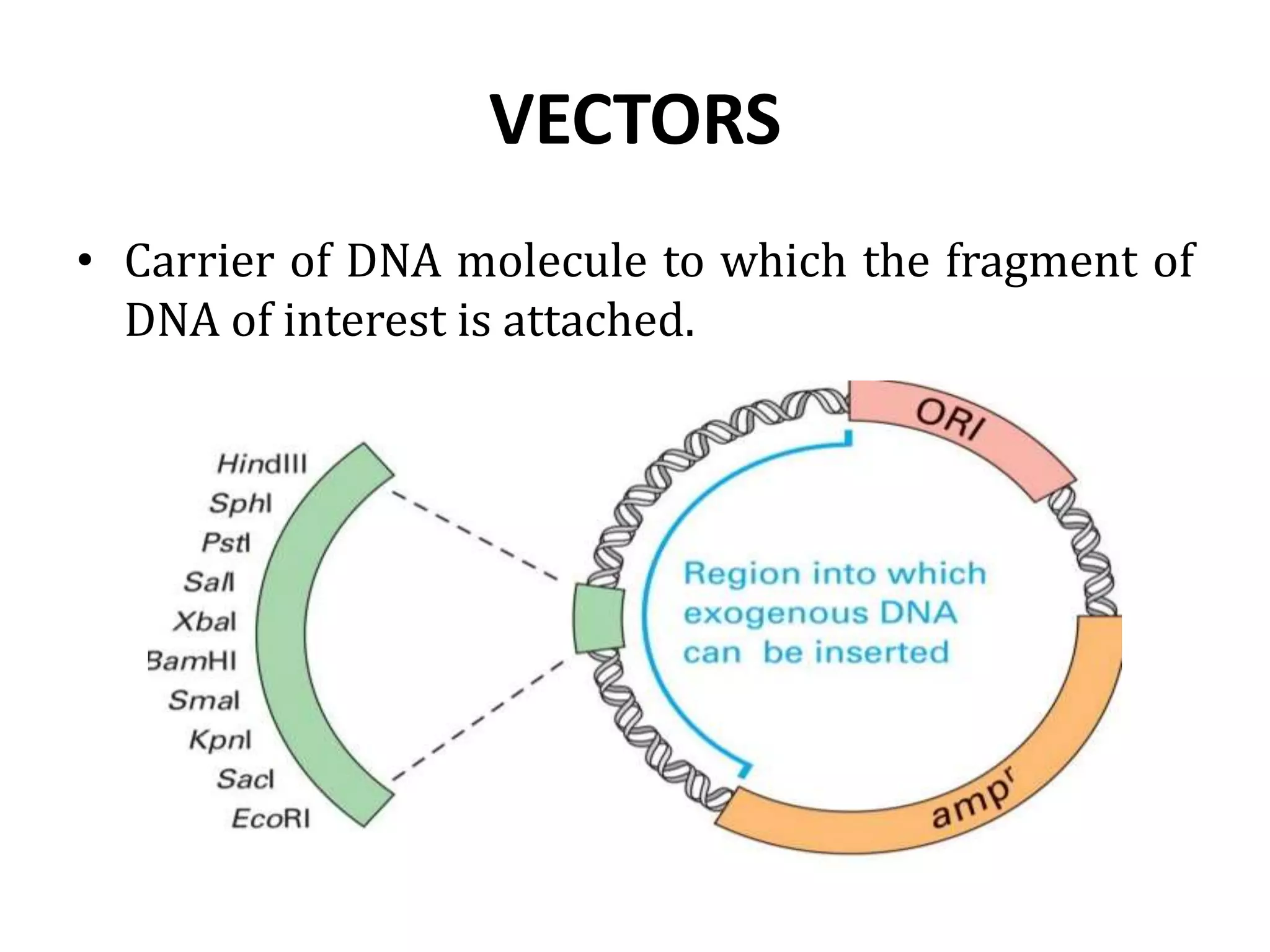 Molecular diagnostic techniques | PPTX
