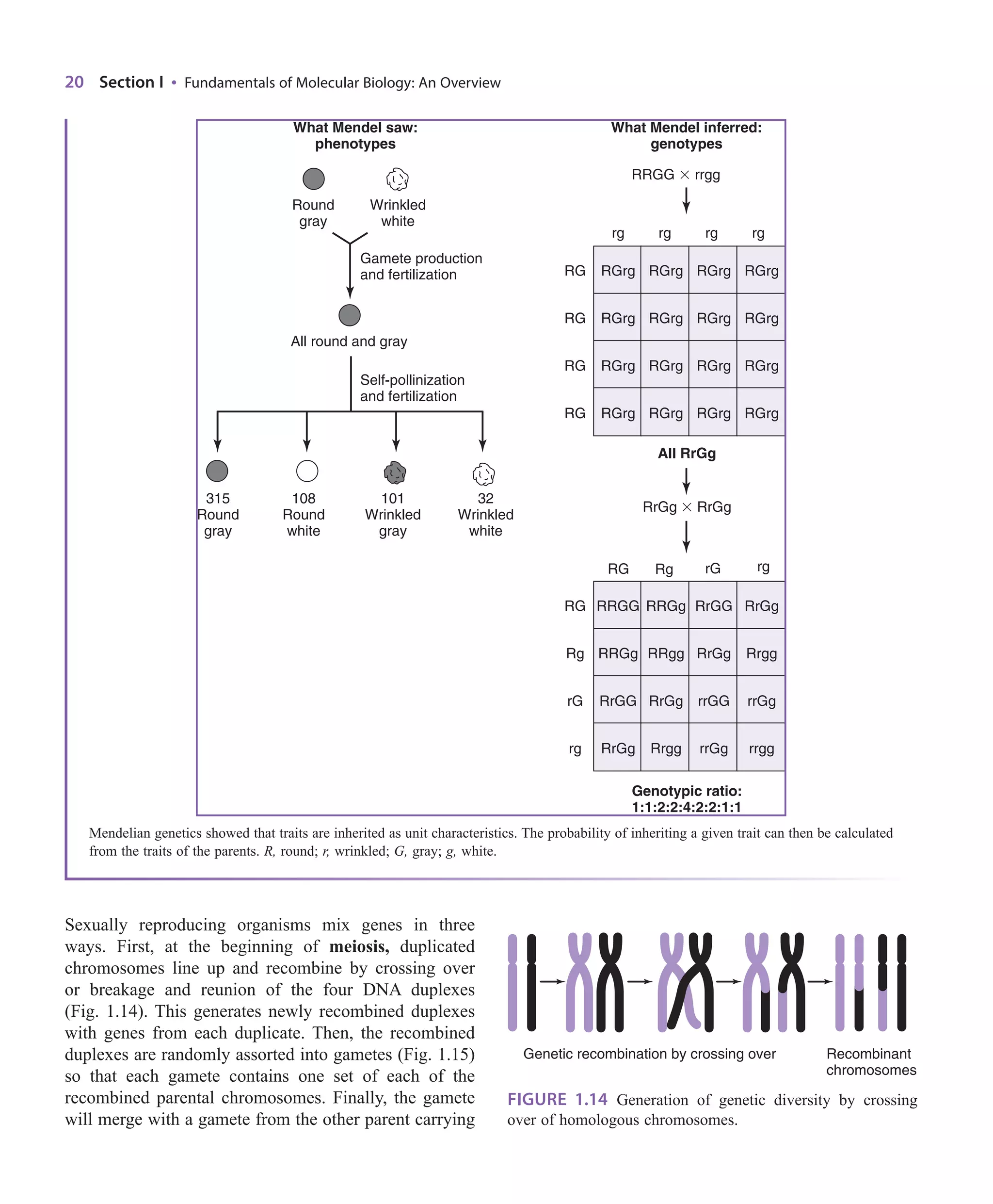 molecular diagnostic text book third edition.pdf | Genetics | Science