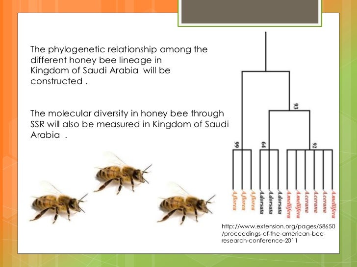 Molecular diversity in honey bees using simple sequence