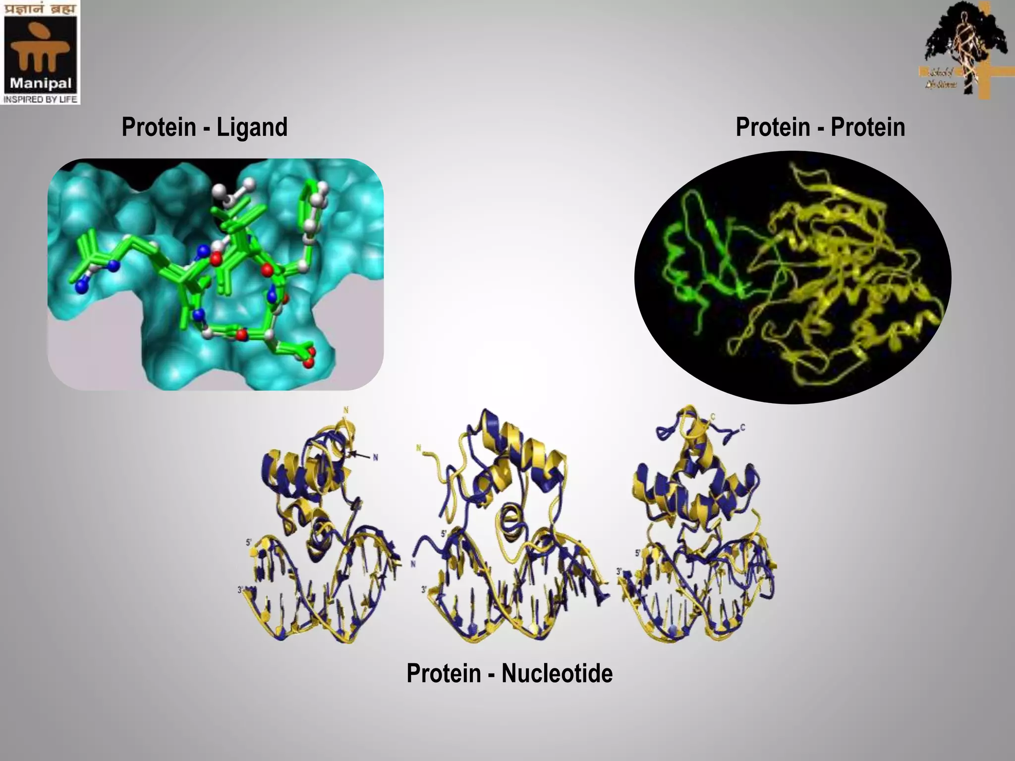 Molecular docking | PPTX