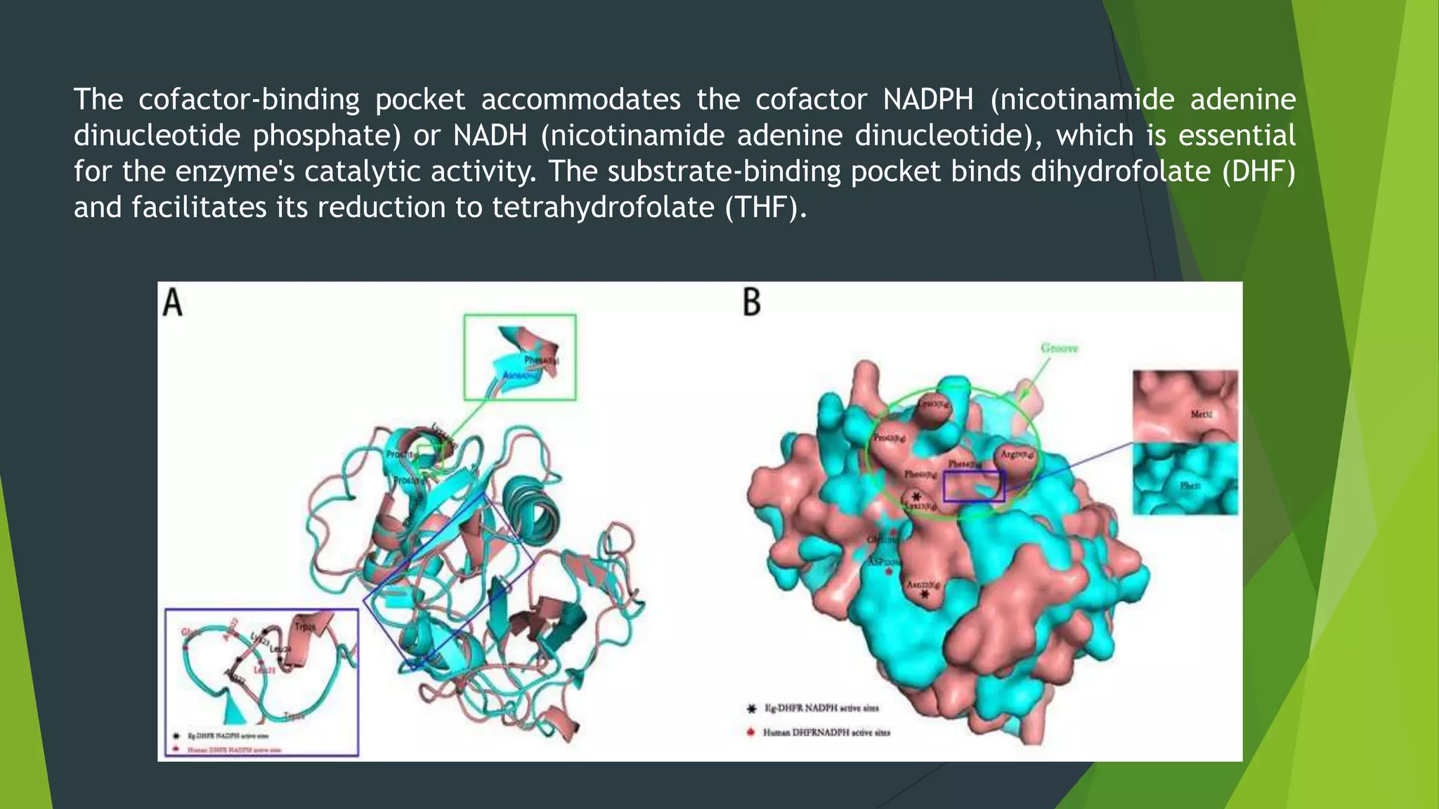 MOLECULAR DOCKING AND DRUG RECEPTOR INTERACTION AGENT ACTING.pptx