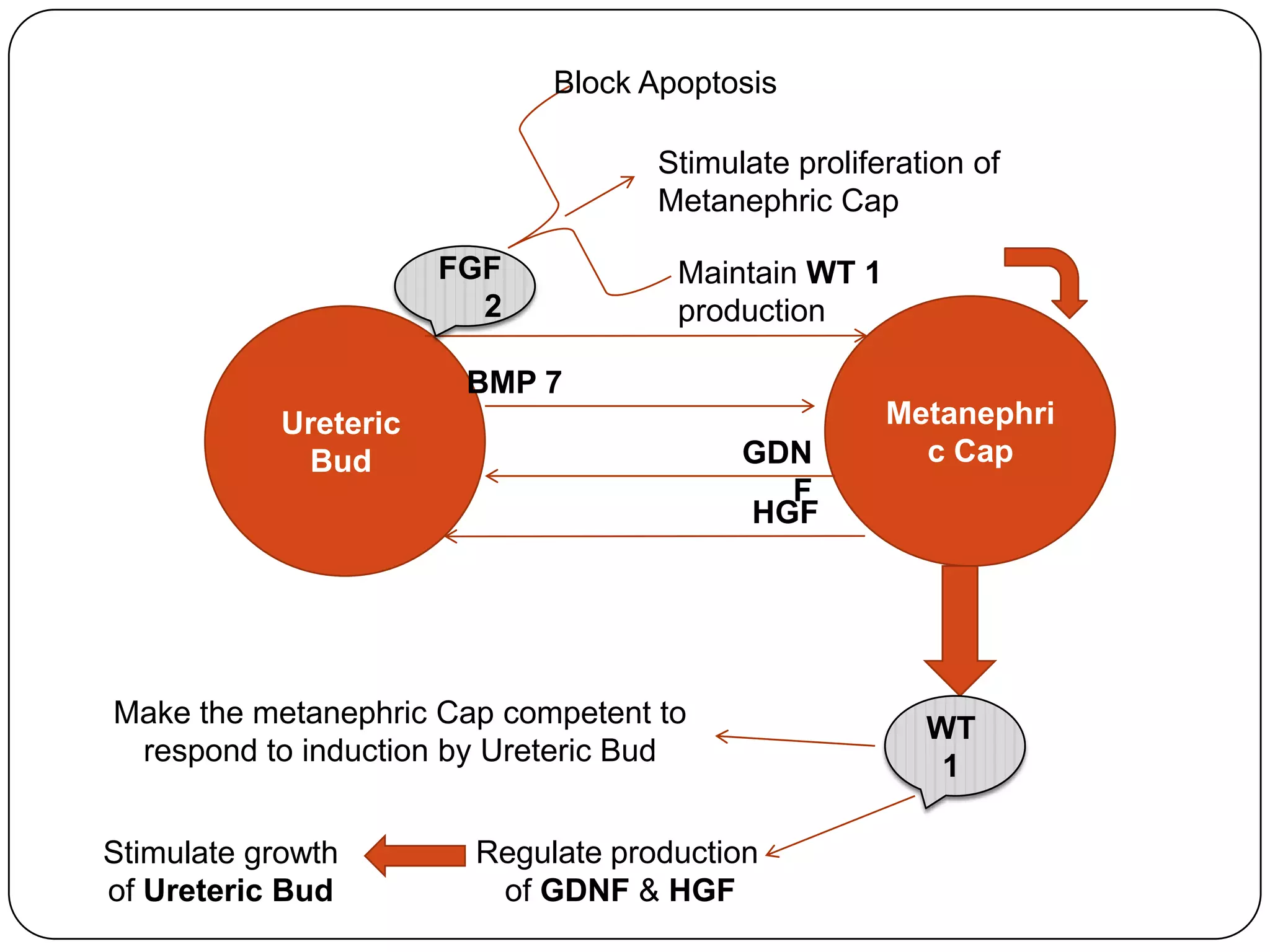 Molecular Embryology PART 1 | PPTX
